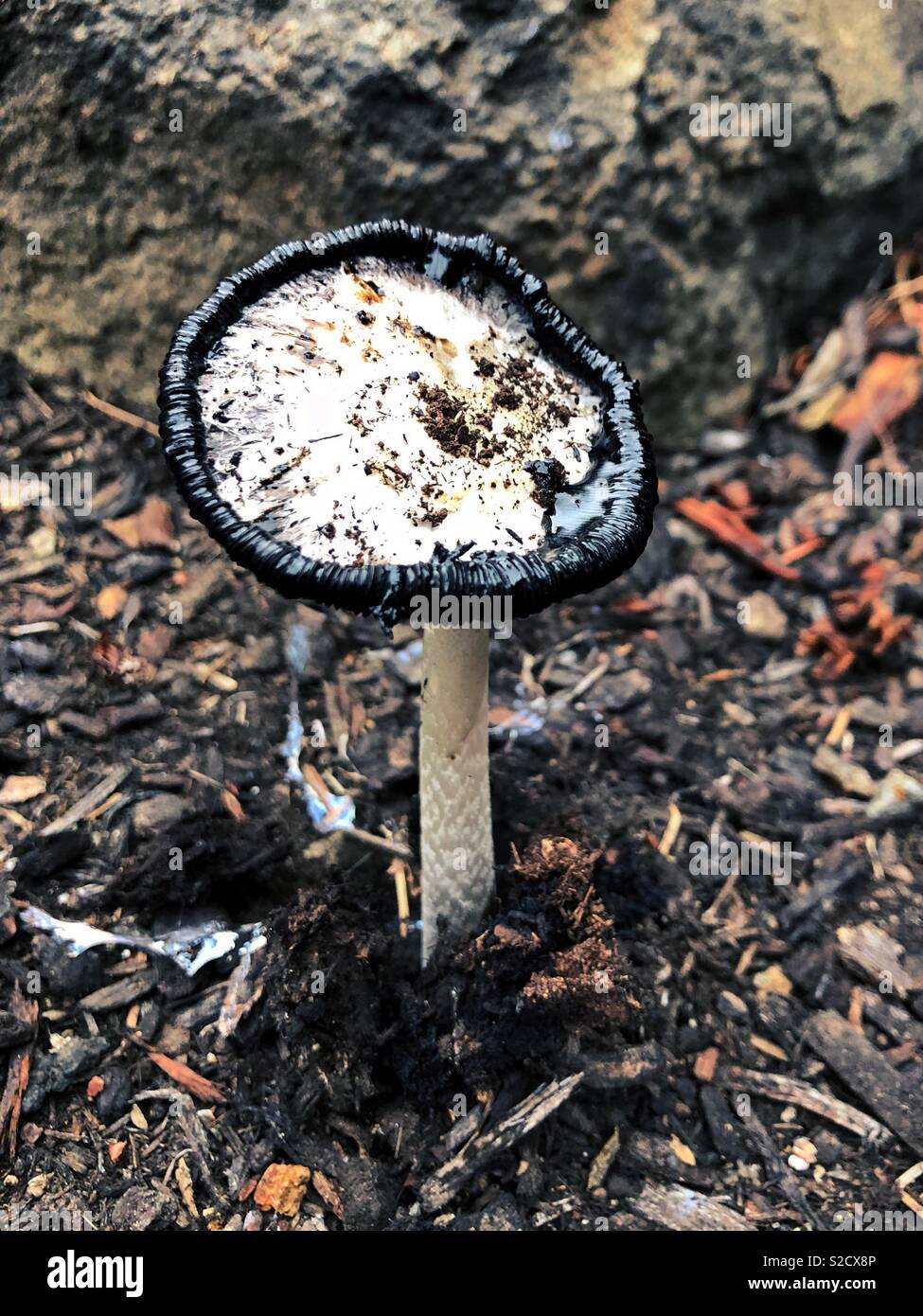 An ink cap mushroom Stock Photo - Alamy