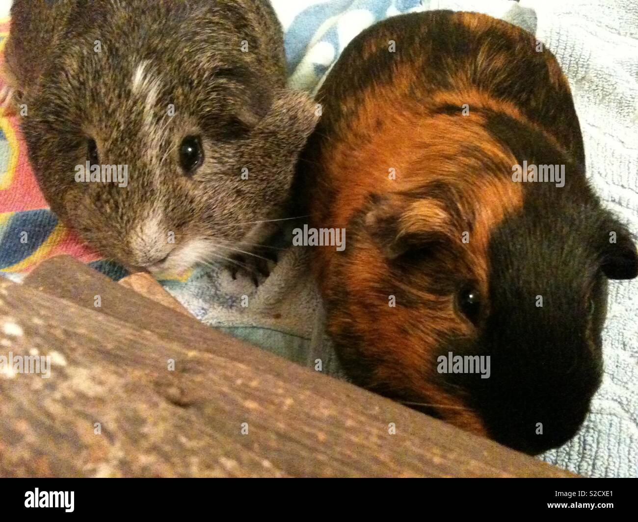 Guinea pig friends Stock Photo - Alamy