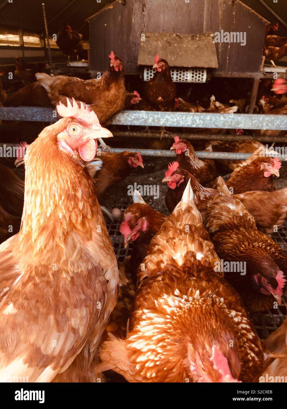 Roost chickens hi-res stock photography and images - Alamy