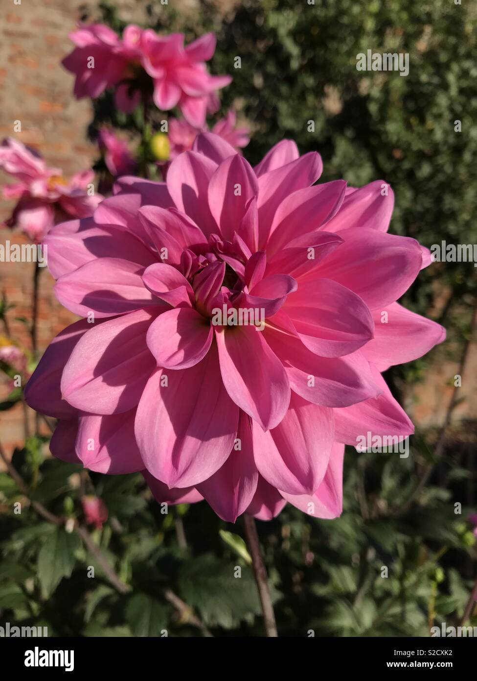 Fuchsia Dahlia High Resolution Stock Photography and Images - Alamy