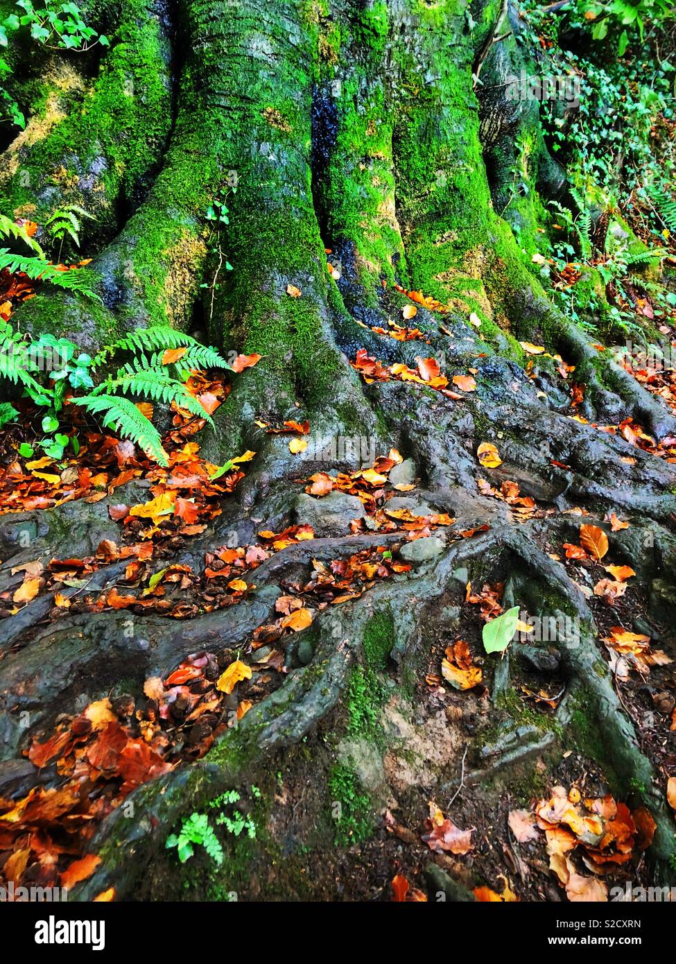 The roots of an old Beech tree with ferns and autumn leaves Stock Photo ...
