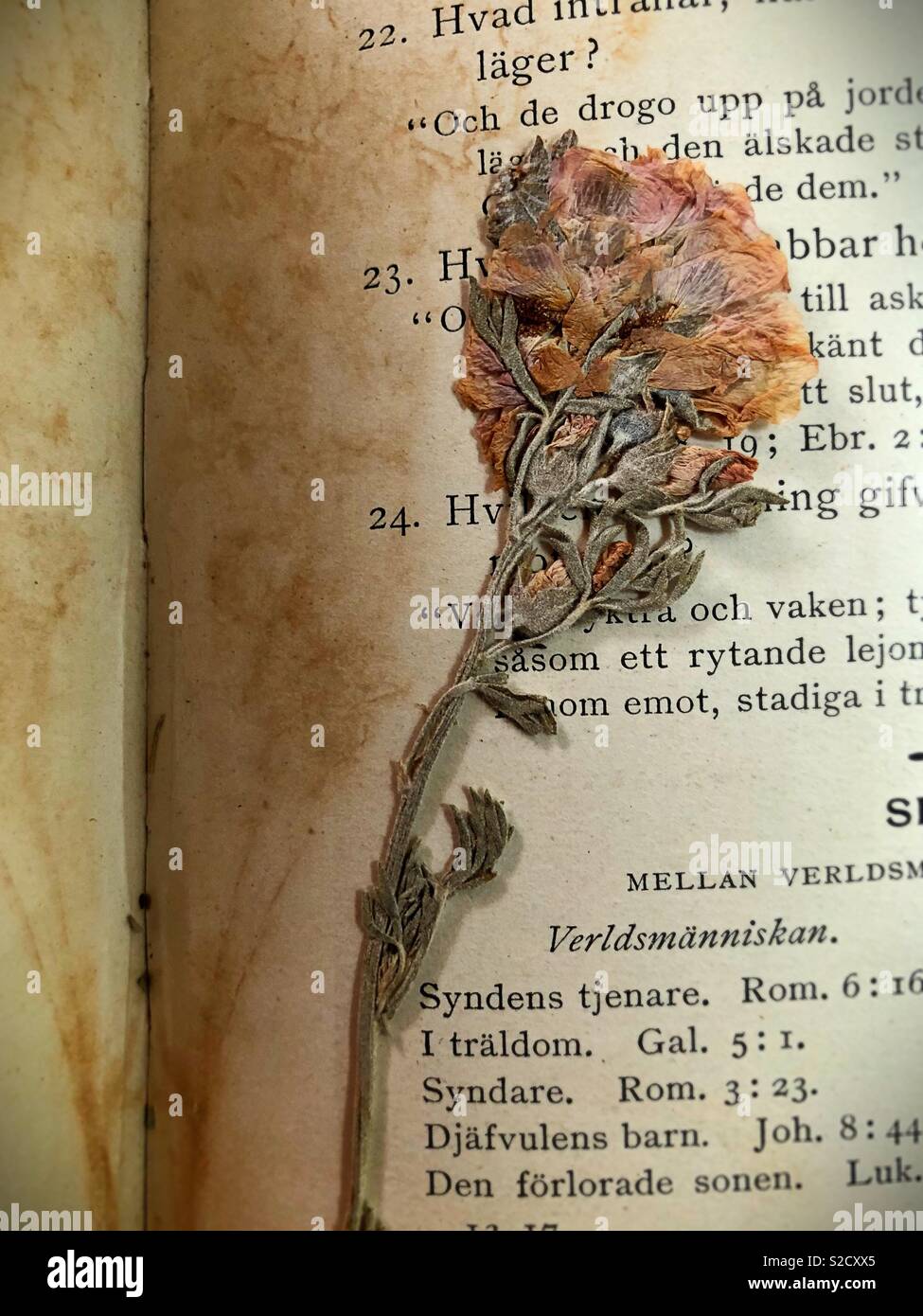 Pressed flowers book hi-res stock photography and images - Alamy