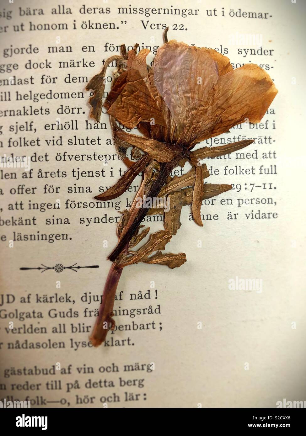 A pressed flower in an old book Stock Photo - Alamy