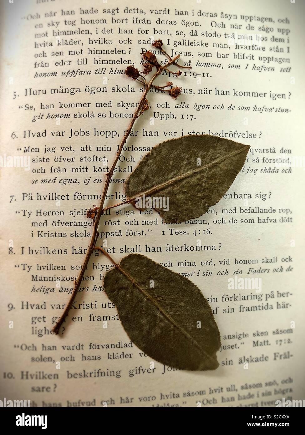 Pressed flowers book hi-res stock photography and images - Alamy