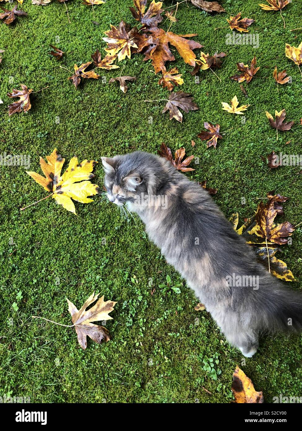 Cats like falling leaves, too Stock Photo - Alamy