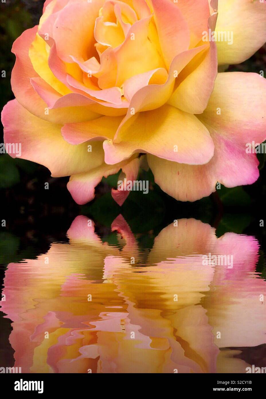 The yellowish pink lip rose and its shadow on the water Stock Photo - Alamy