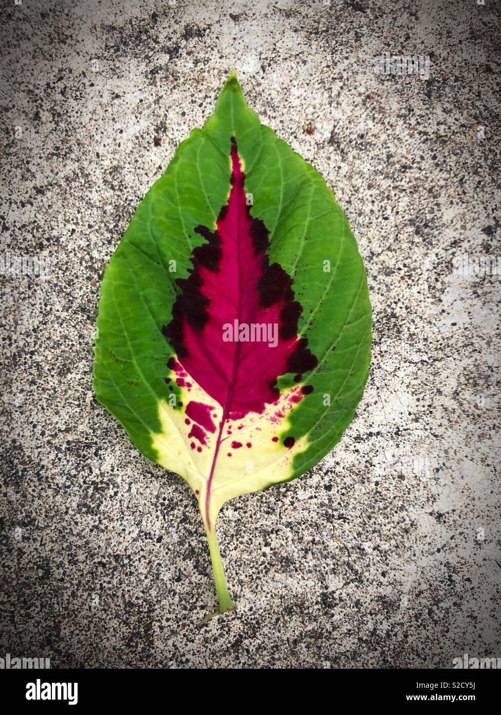Coleus Leaf High Resolution Stock Photography and Images - Alamy