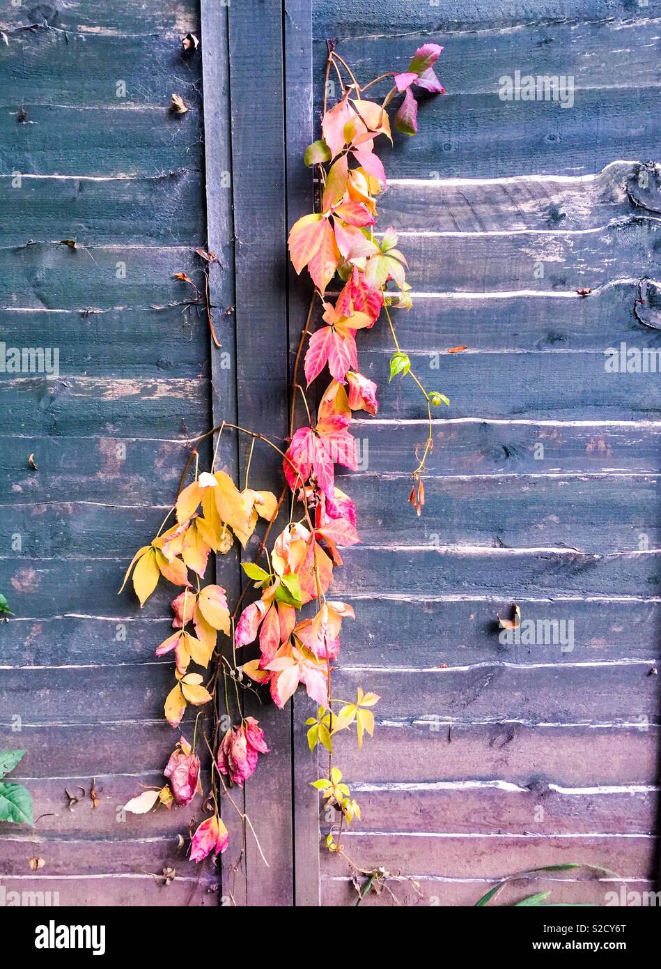 Overgrown fence hi-res stock photography and images - Alamy