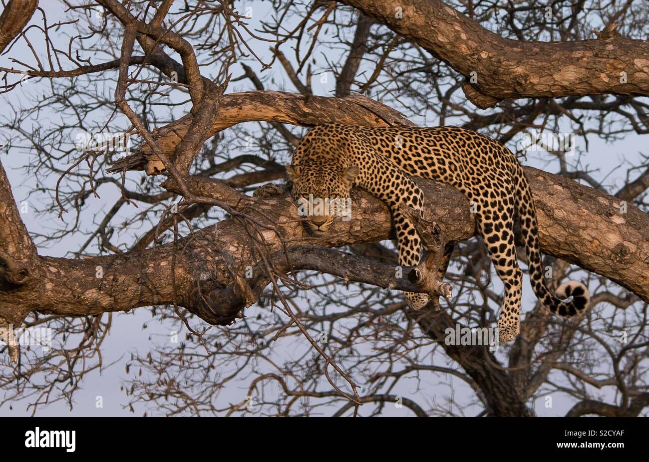 Leopard tree africa game drive hi-res stock photography and images - Alamy
