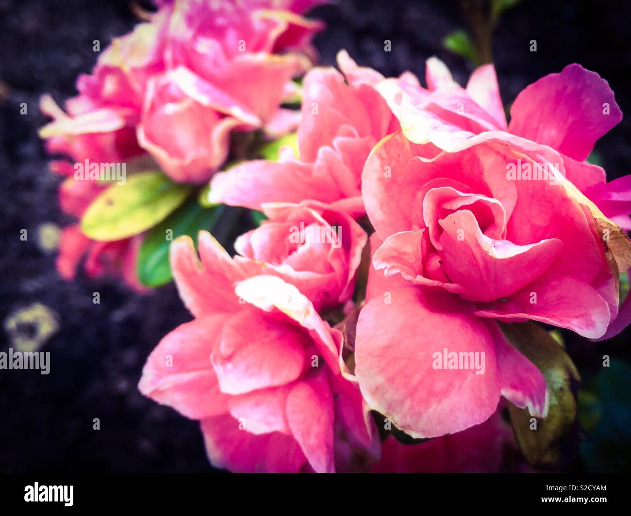 Azalia Stock Photos & Azalia Stock Images - Alamy