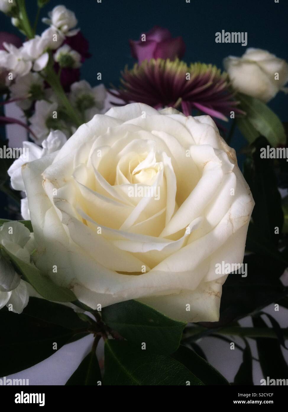 Purple and white rose hi-res stock photography and images - Alamy