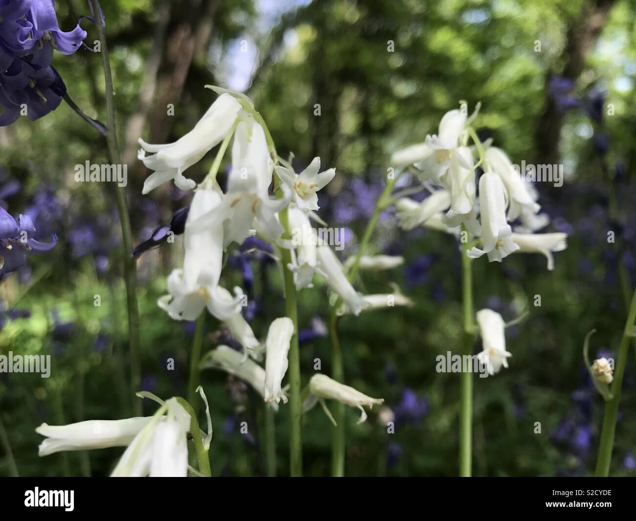 Bluebells White Stock Photos & Bluebells White Stock Images - Alamy
