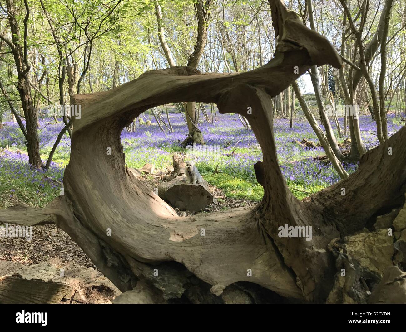 Sitting tree root hi-res stock photography and images - Alamy