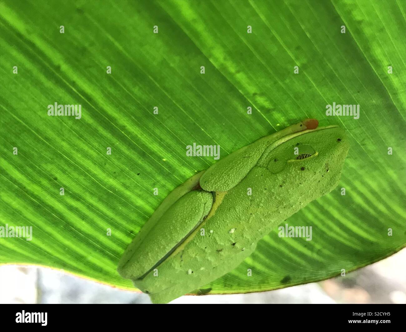Red eyed tree frog hi-res stock photography and images - Alamy