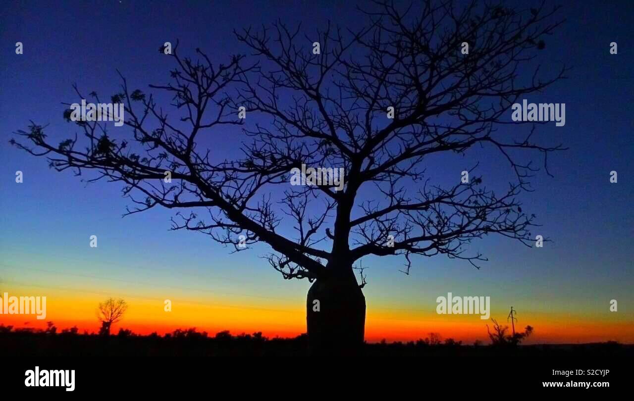 Boab sunrise hi-res stock photography and images - Alamy