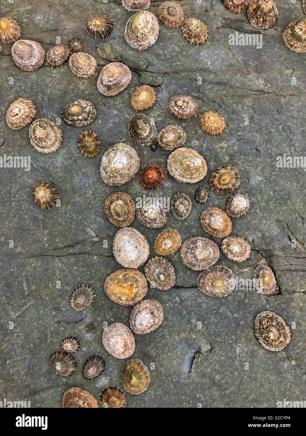 Patella spp hi-res stock photography and images - Alamy