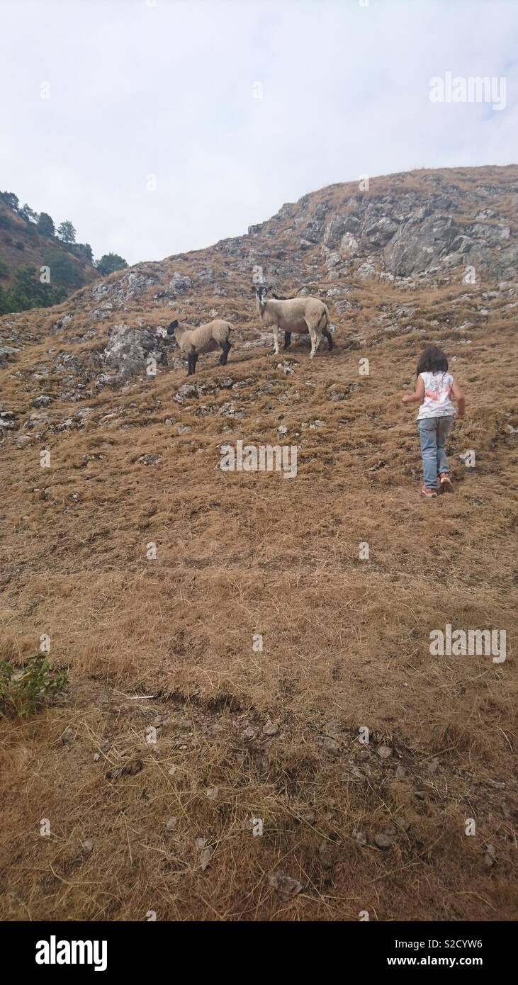 Child Sheep High Resolution Stock Photography and Images - Alamy