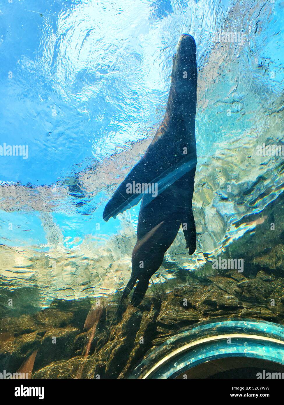 Seal Zoo Stock Photos & Seal Zoo Stock Images - Alamy