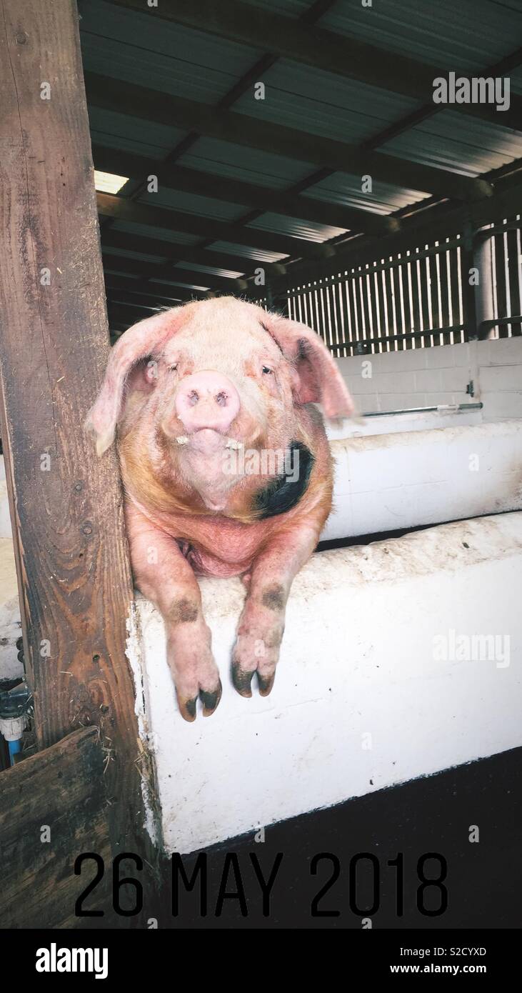 Cheeky pig hi-res stock photography and images - Alamy
