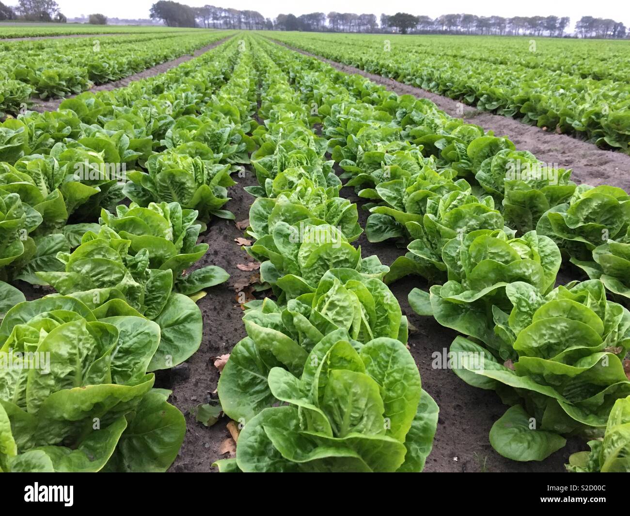 Lettuce field farming hi-res stock photography and images - Alamy