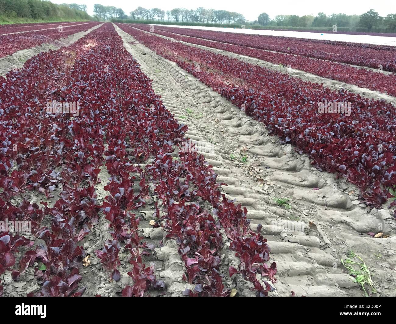 Lettuce field farming hi-res stock photography and images - Alamy