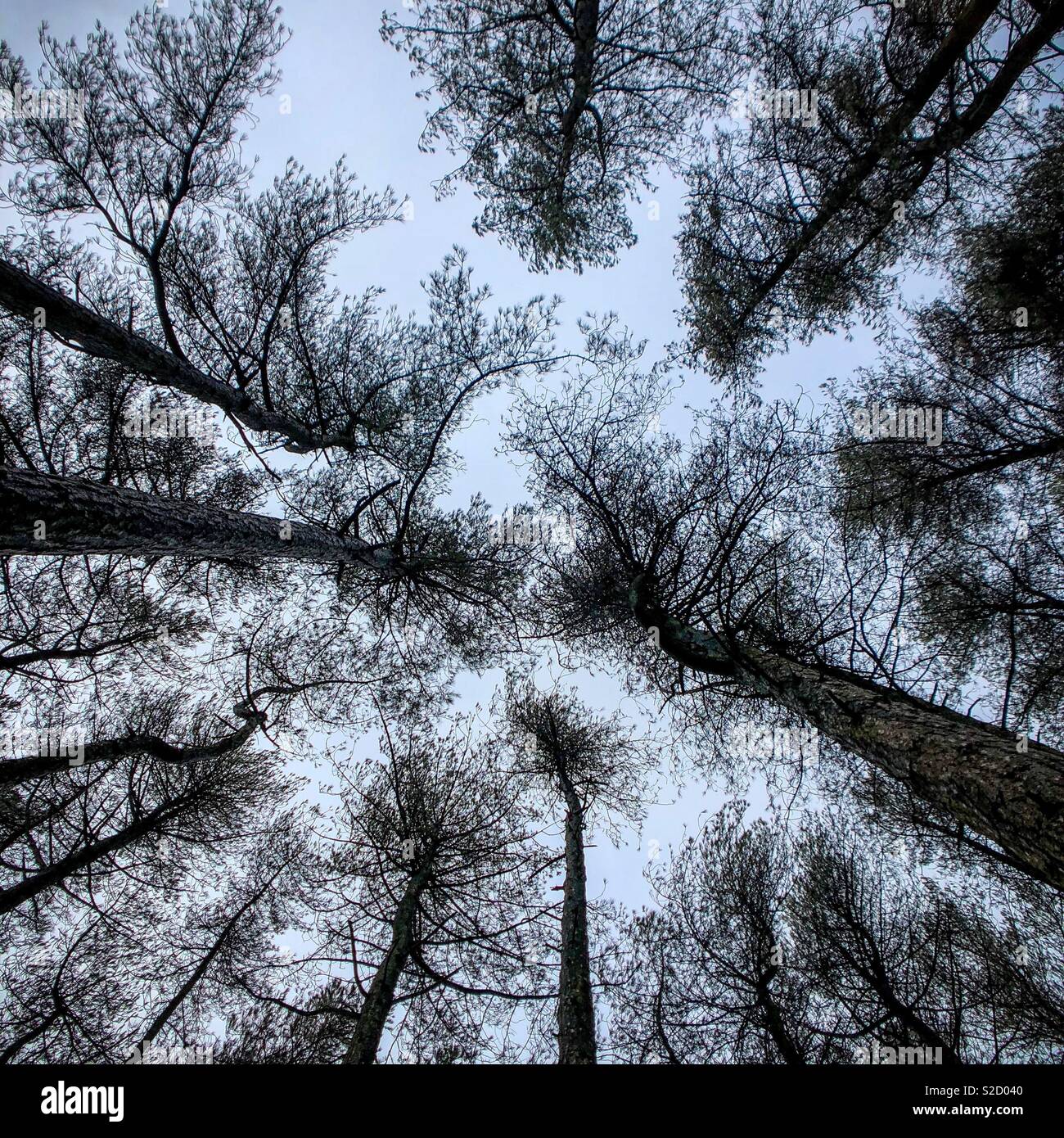 Tree canopy pattern hi-res stock photography and images - Alamy