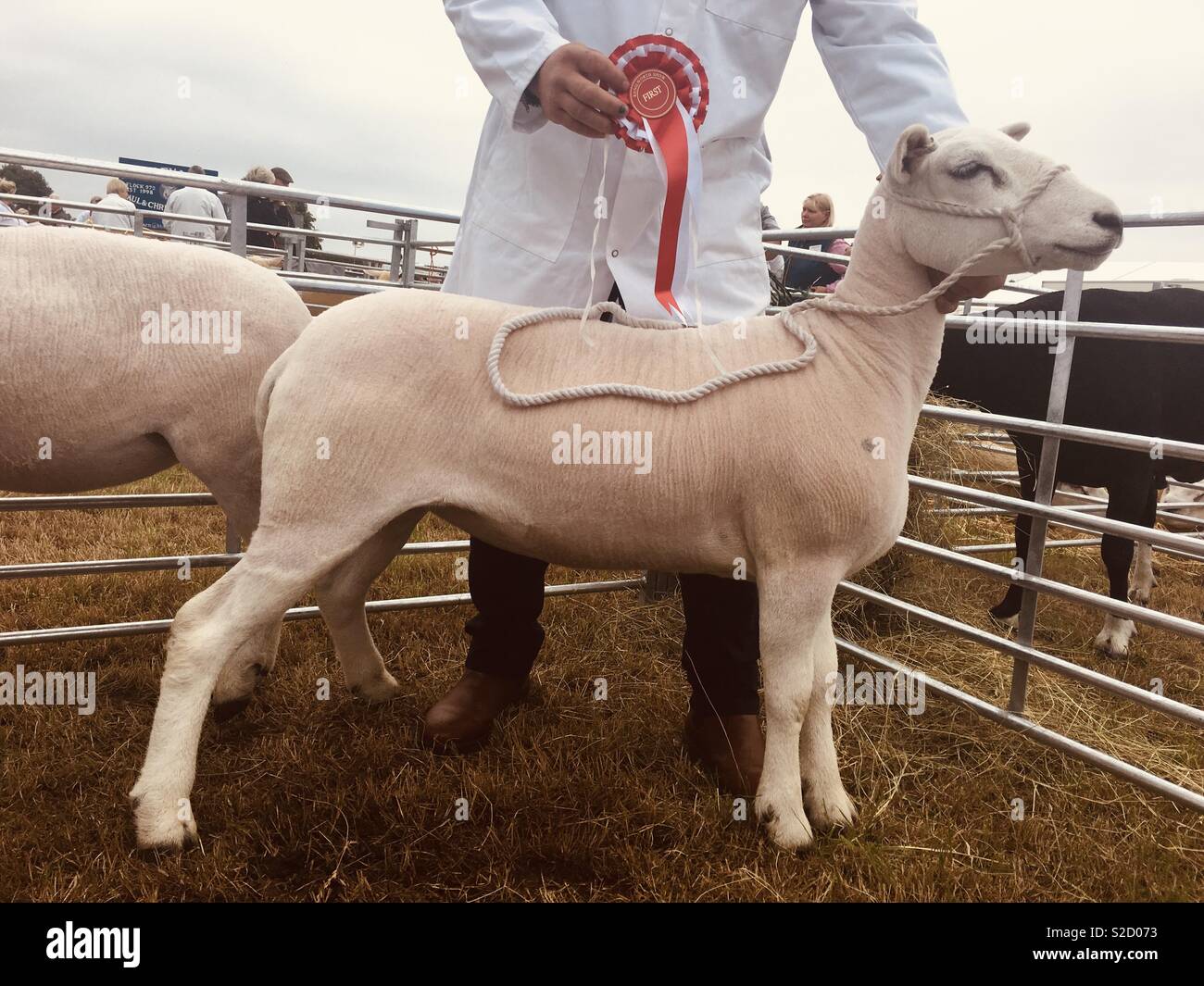 Proud sheep hi-res stock photography and images - Alamy
