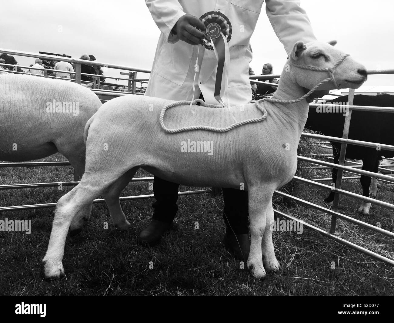 Prized sheep hi-res stock photography and images - Alamy