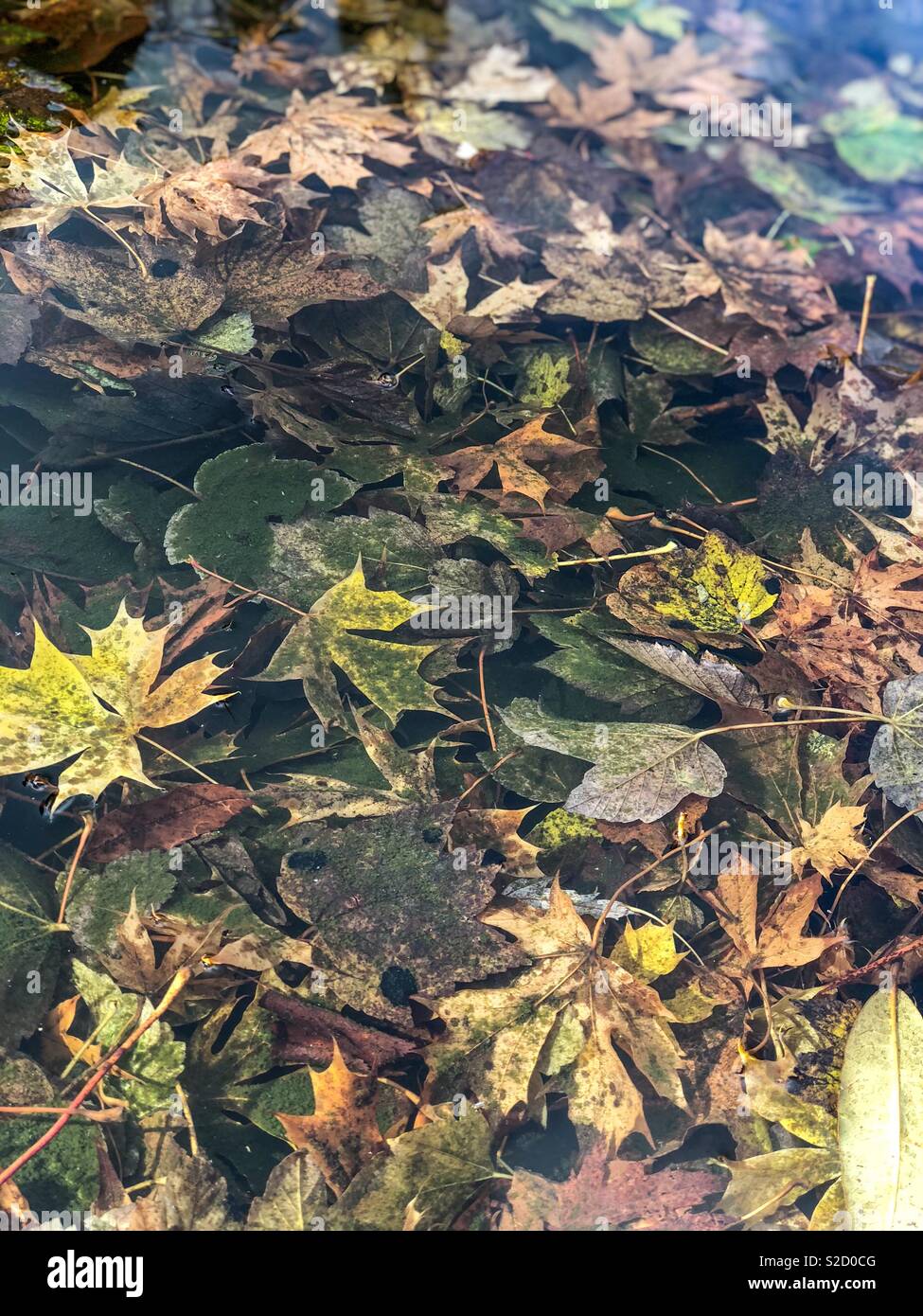 Submerged in the water hi-res stock photography and images - Alamy