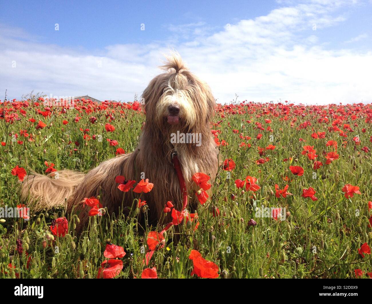Bearded collie at poppy field in crantock Cornwall Stock Photo - Alamy