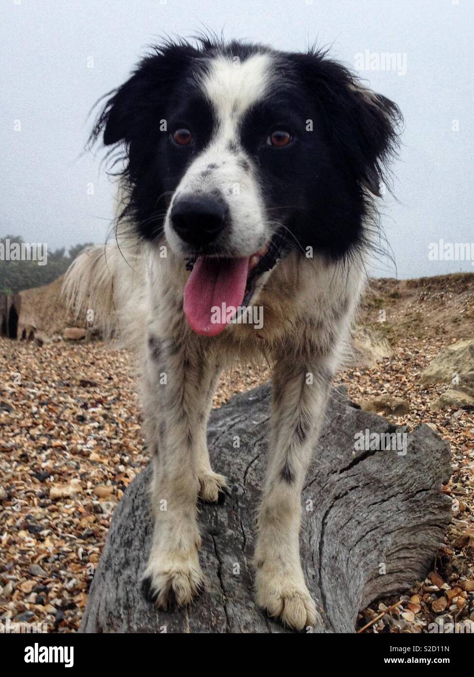 Shingle beach with dog hi-res stock photography and images - Alamy