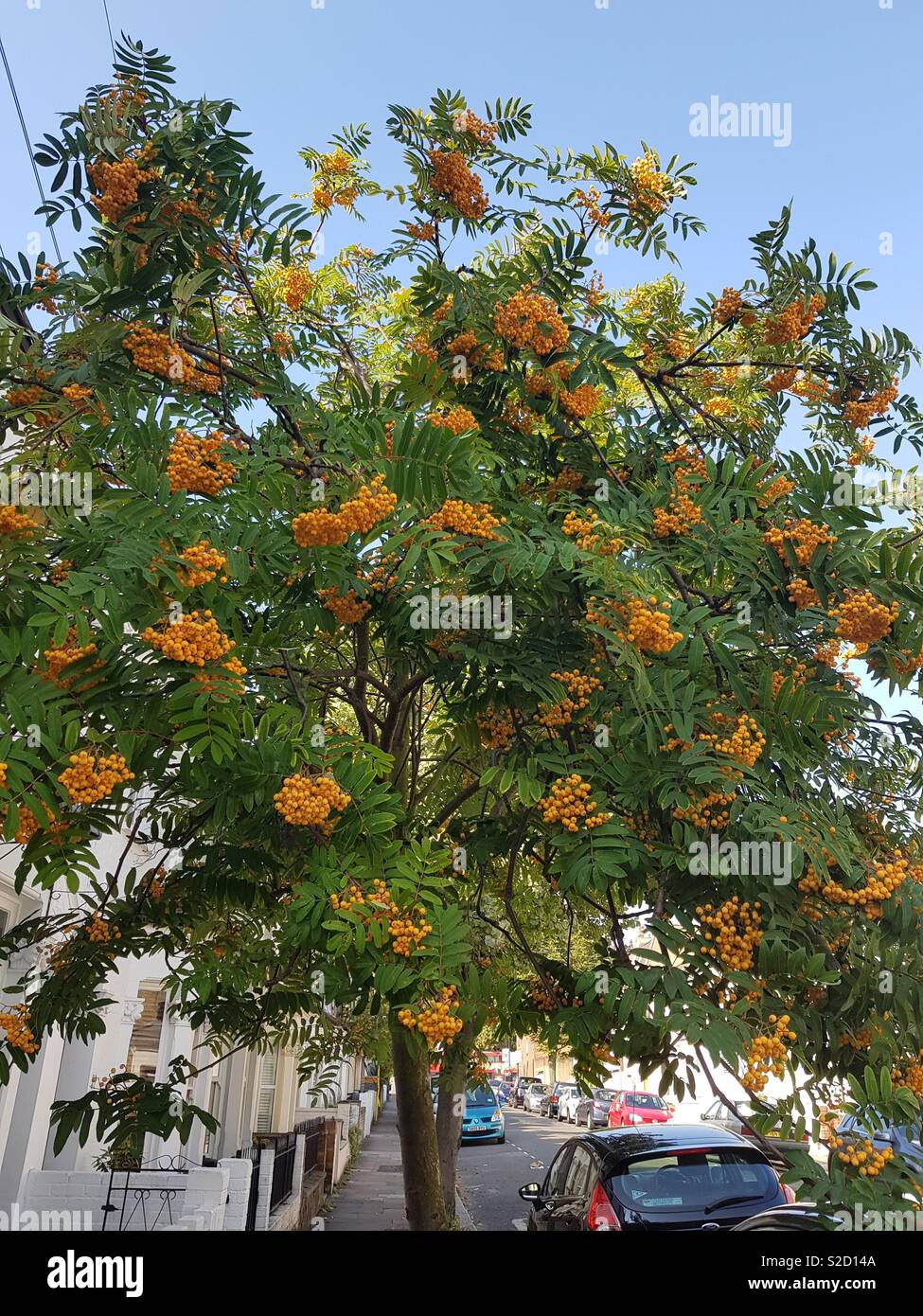Yellow Berry tree Stock Photo - Alamy