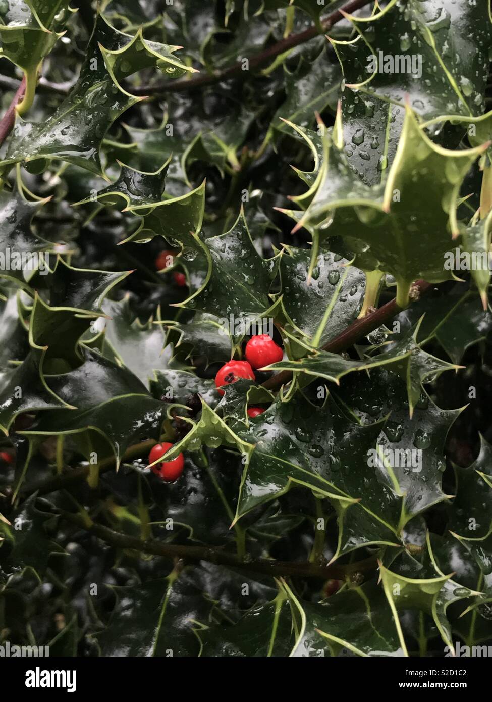 Growing holly and berries Stock Photo - Alamy