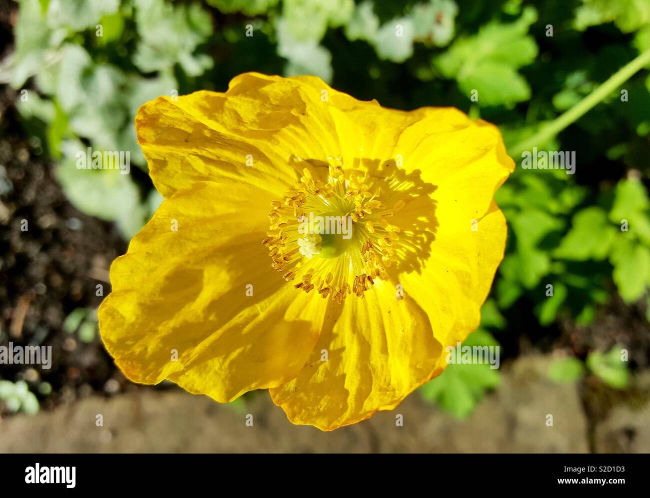 Yellow poppy flower Stock Photo - Alamy