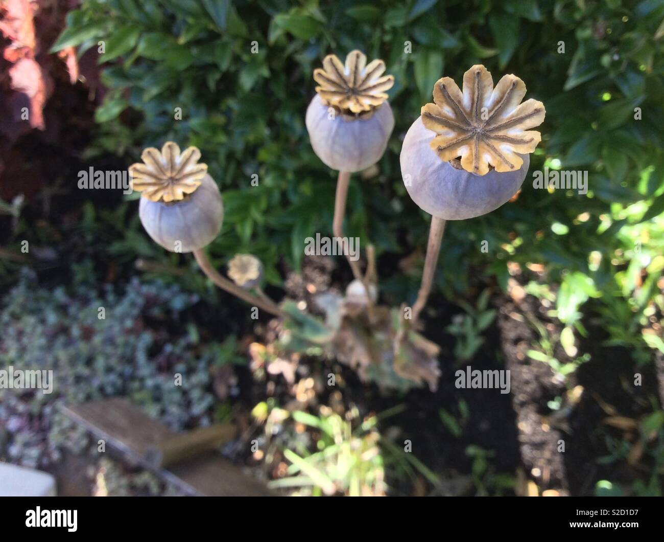 Poppy seed heads Stock Photo - Alamy