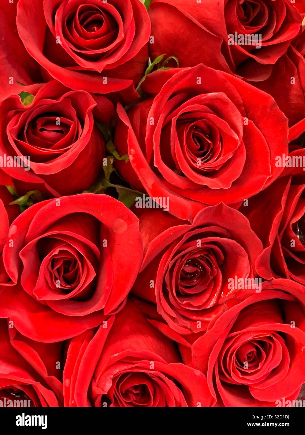 A bunch of fresh and really red roses in full bloom in vertical image ...