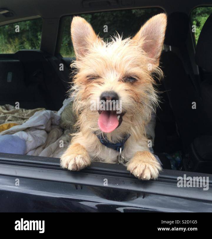 Scruffy car hi-res stock photography and images - Alamy