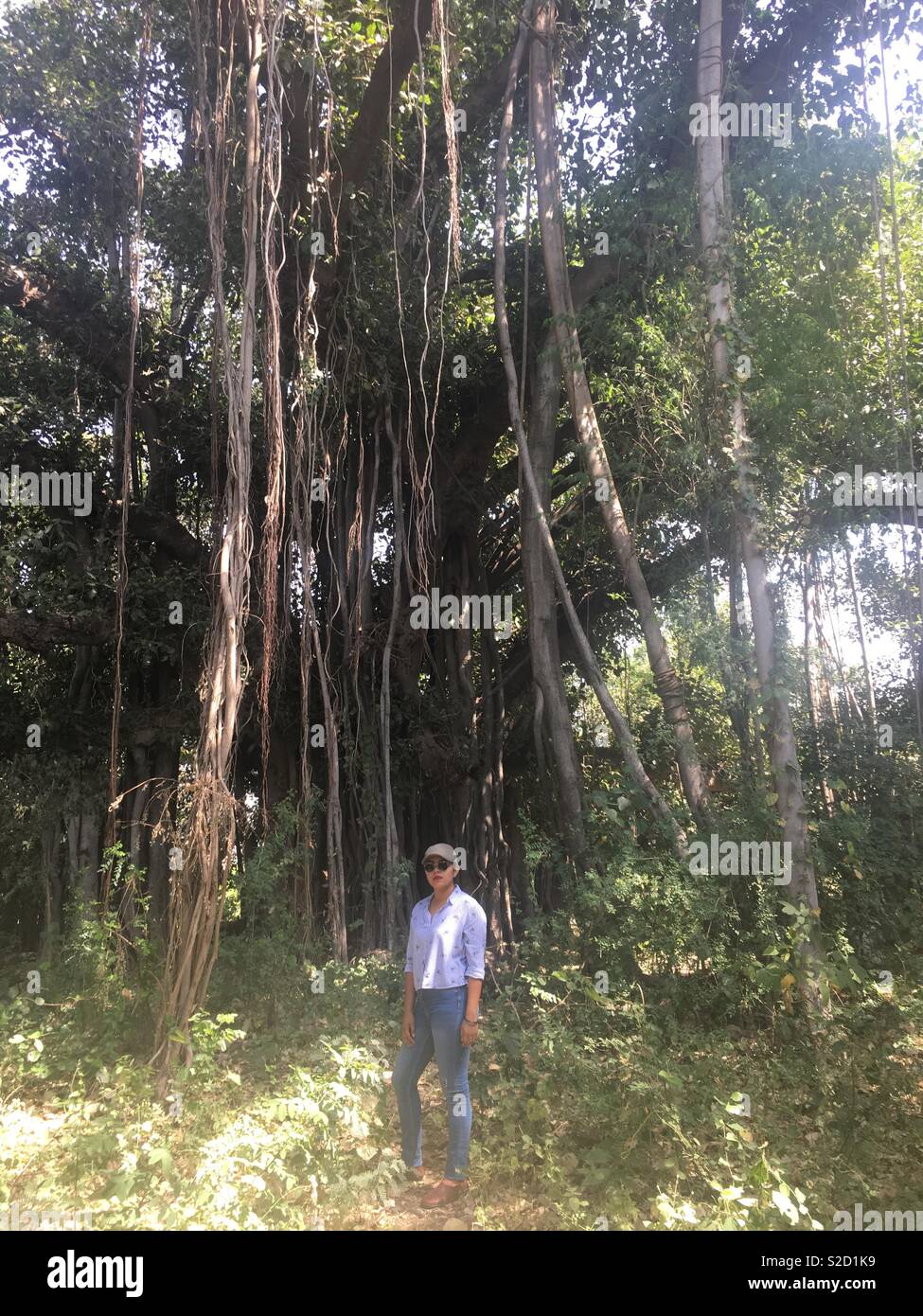 The Great Banyan Tree Stock Photo - Alamy