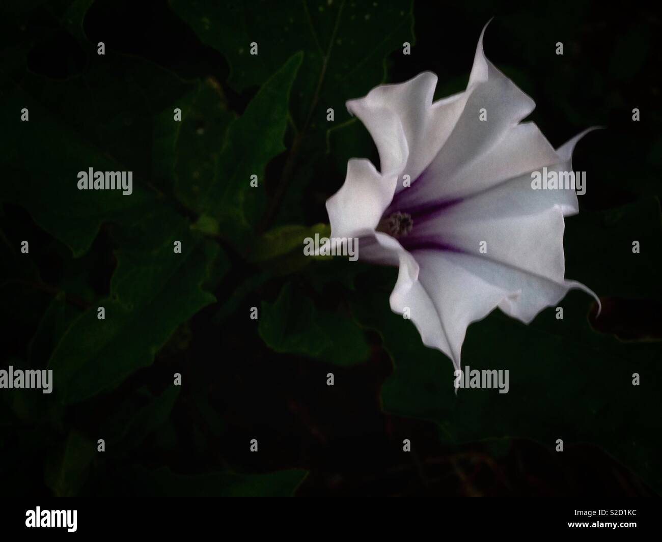 White Jimson Weed blossom in heavy shadow Stock Photo - Alamy