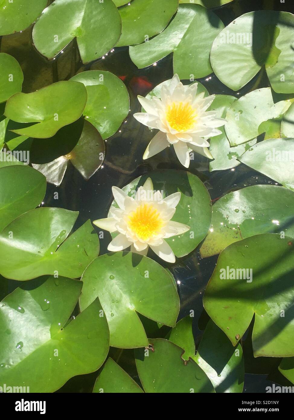 Lilipads High Resolution Stock Photography and Images - Alamy