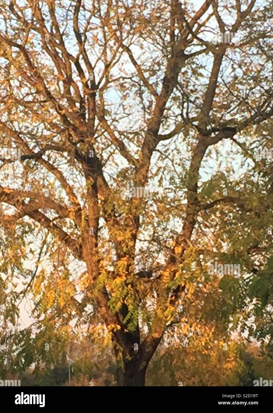 Tree glowing in the autumn sun Stock Photo - Alamy