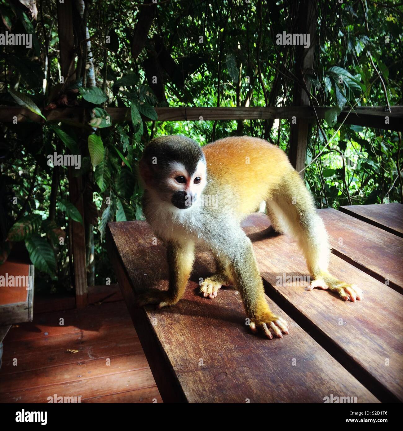 Monkey table hi-res stock photography and images - Alamy