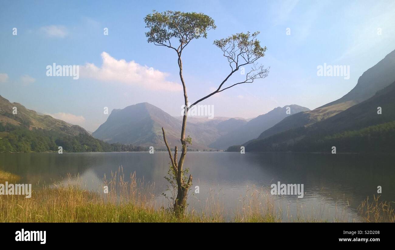 Buttermere Tree High Resolution Stock Photography and Images - Alamy