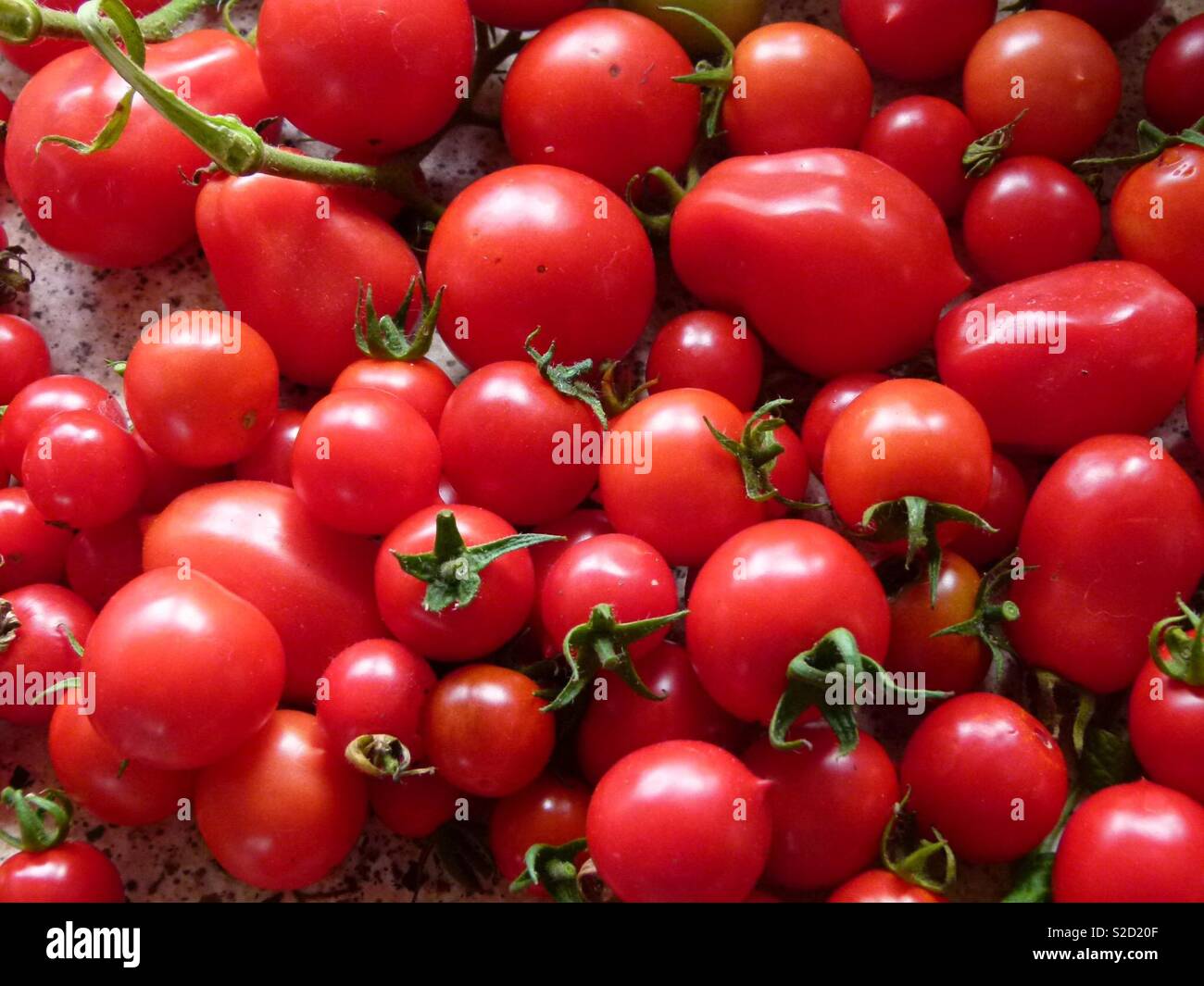 Freshly picked tomatoes hi-res stock photography and images - Alamy