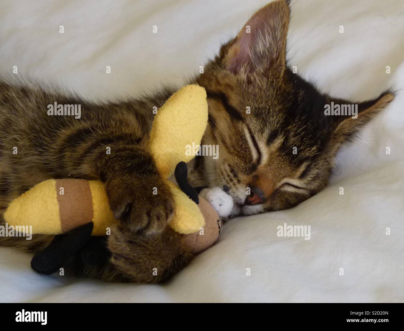 Kitten sleeping with favourite toy Stock Photo - Alamy