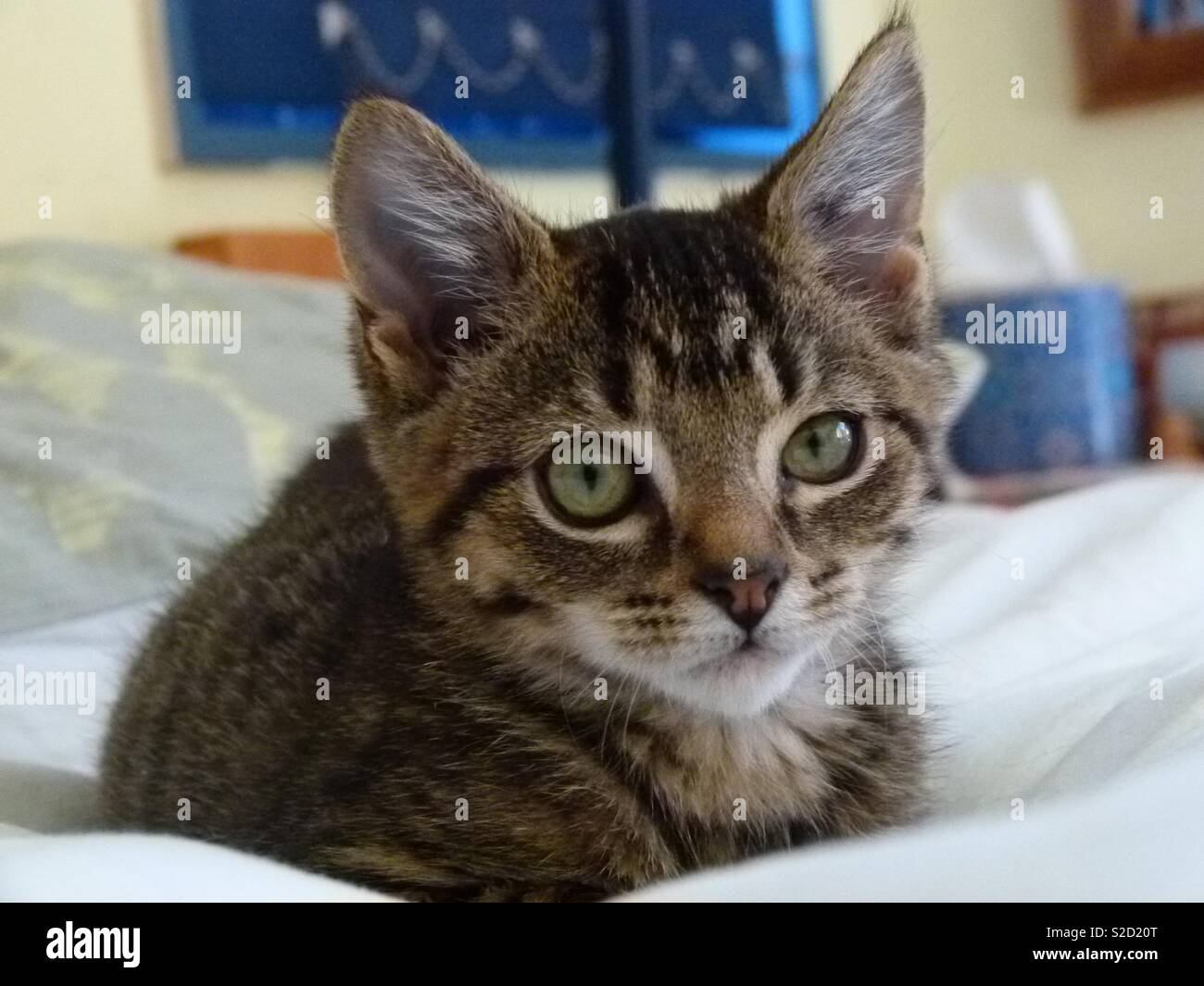 Beautiful kitty hi-res stock photography and images - Alamy