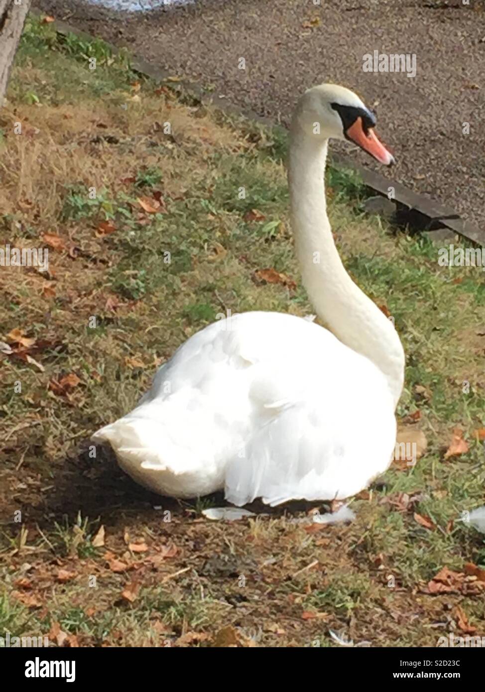 Royal swan hi-res stock photography and images - Alamy