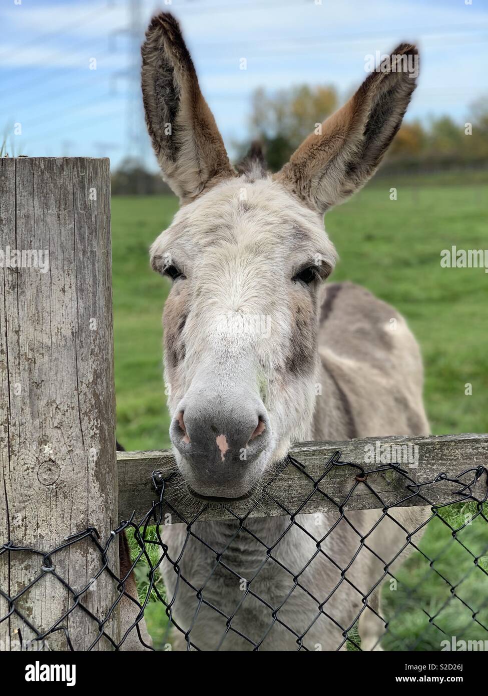 Dusty the donkey Stock Photo - Alamy