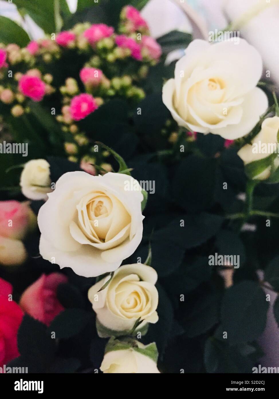 Mini roses hi-res stock photography and images - Alamy