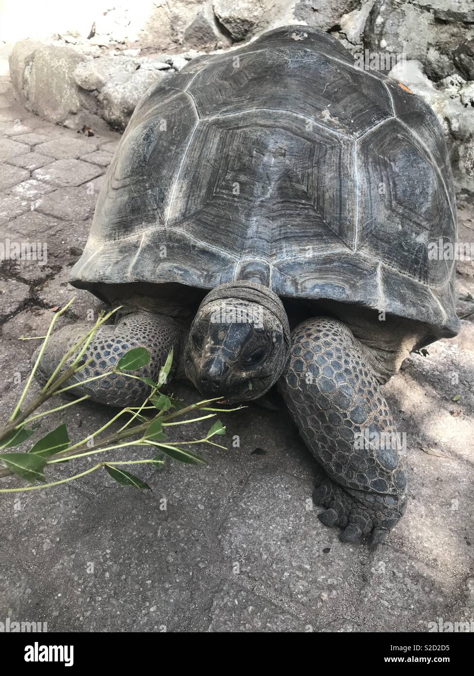 Hungry Tortoise High Resolution Stock Photography and Images - Alamy